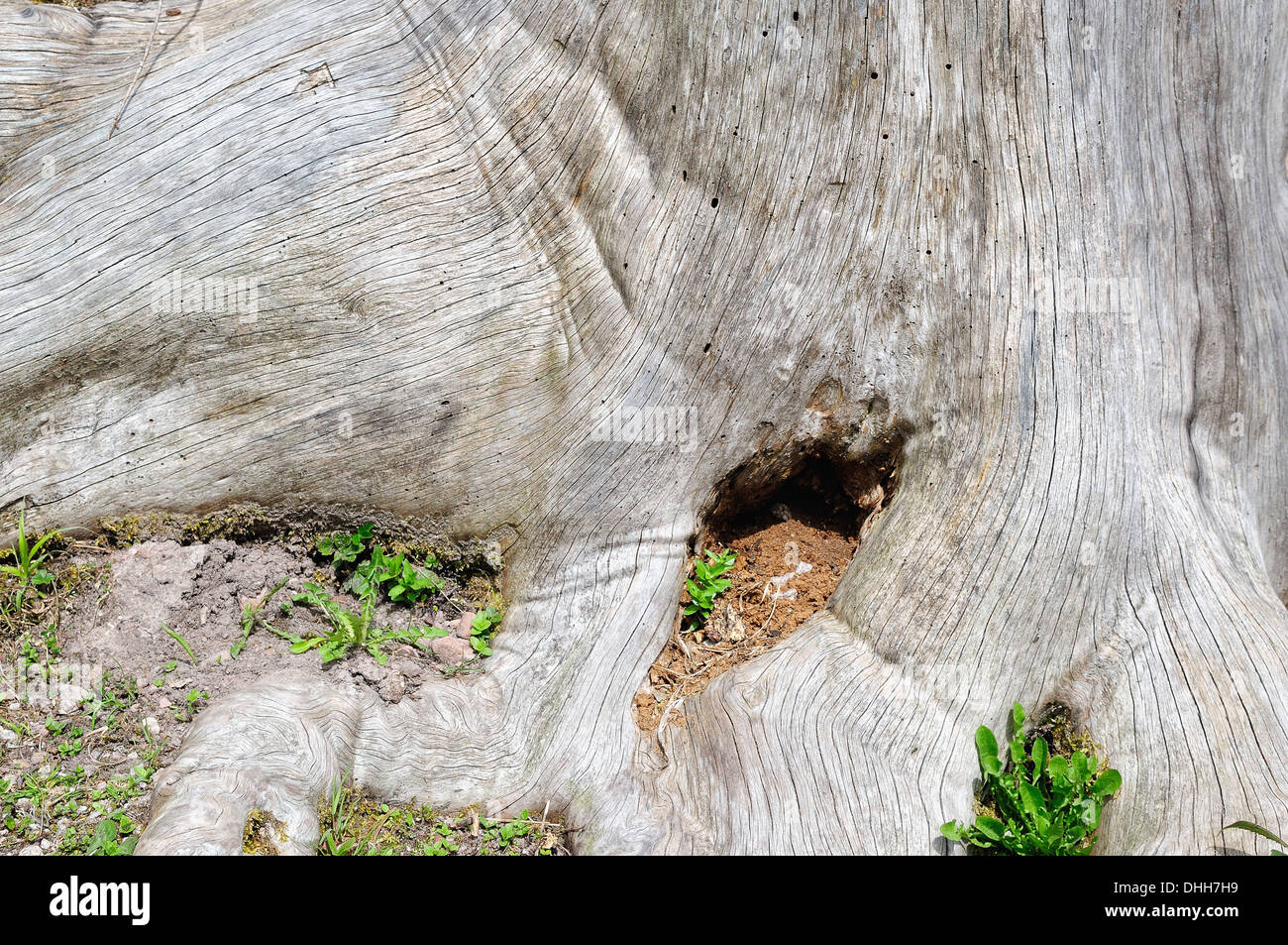 old tree root Stock Photo - Alamy
