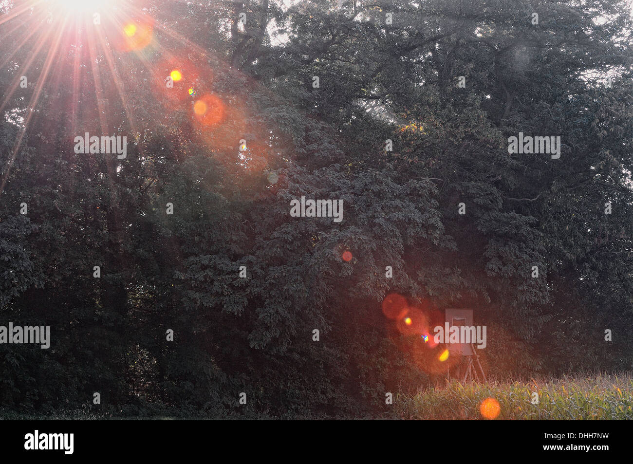 Sunbeam in the morning mist Stock Photo - Alamy