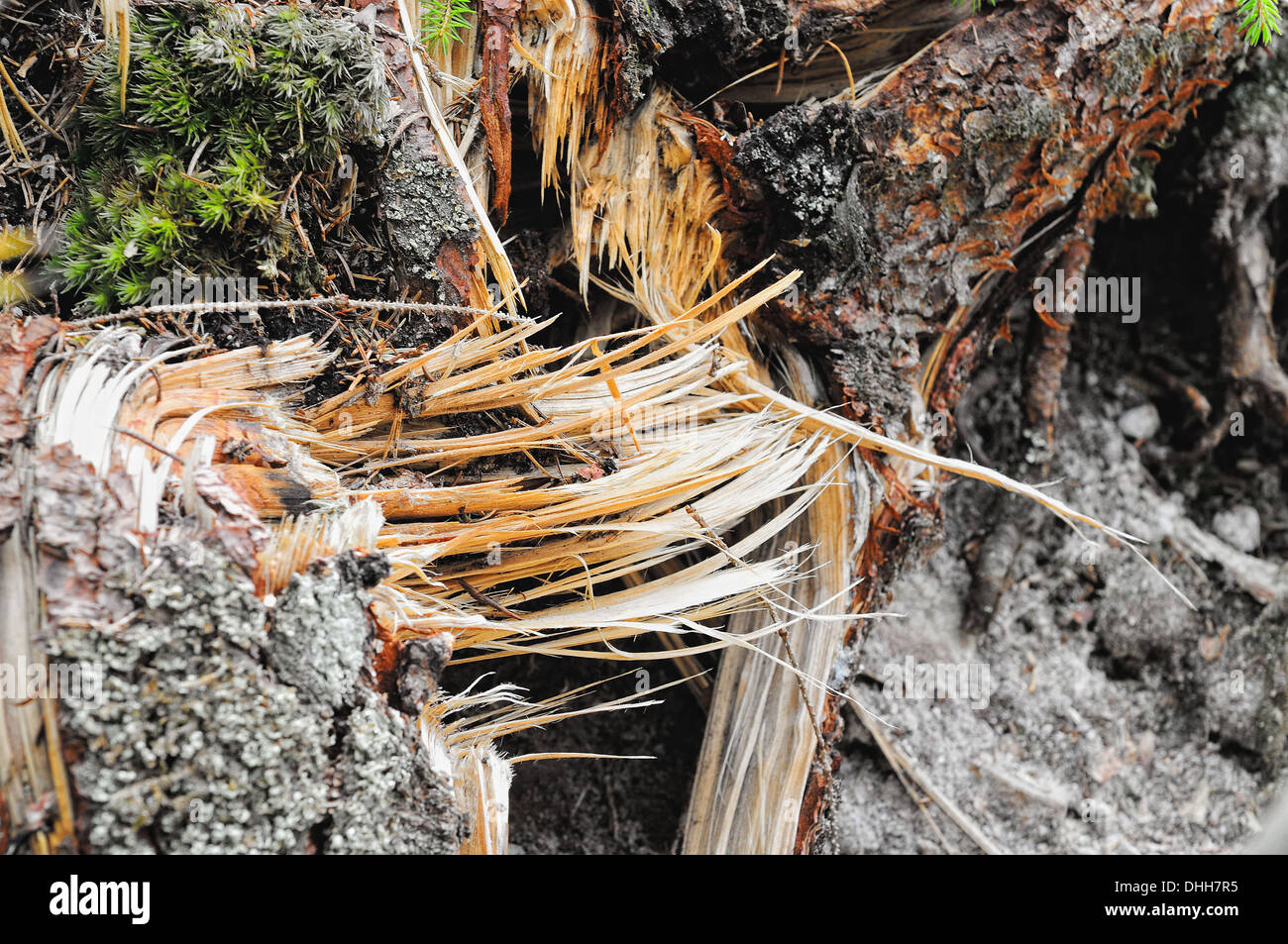 Tree torn down hi-res stock photography and images - Alamy