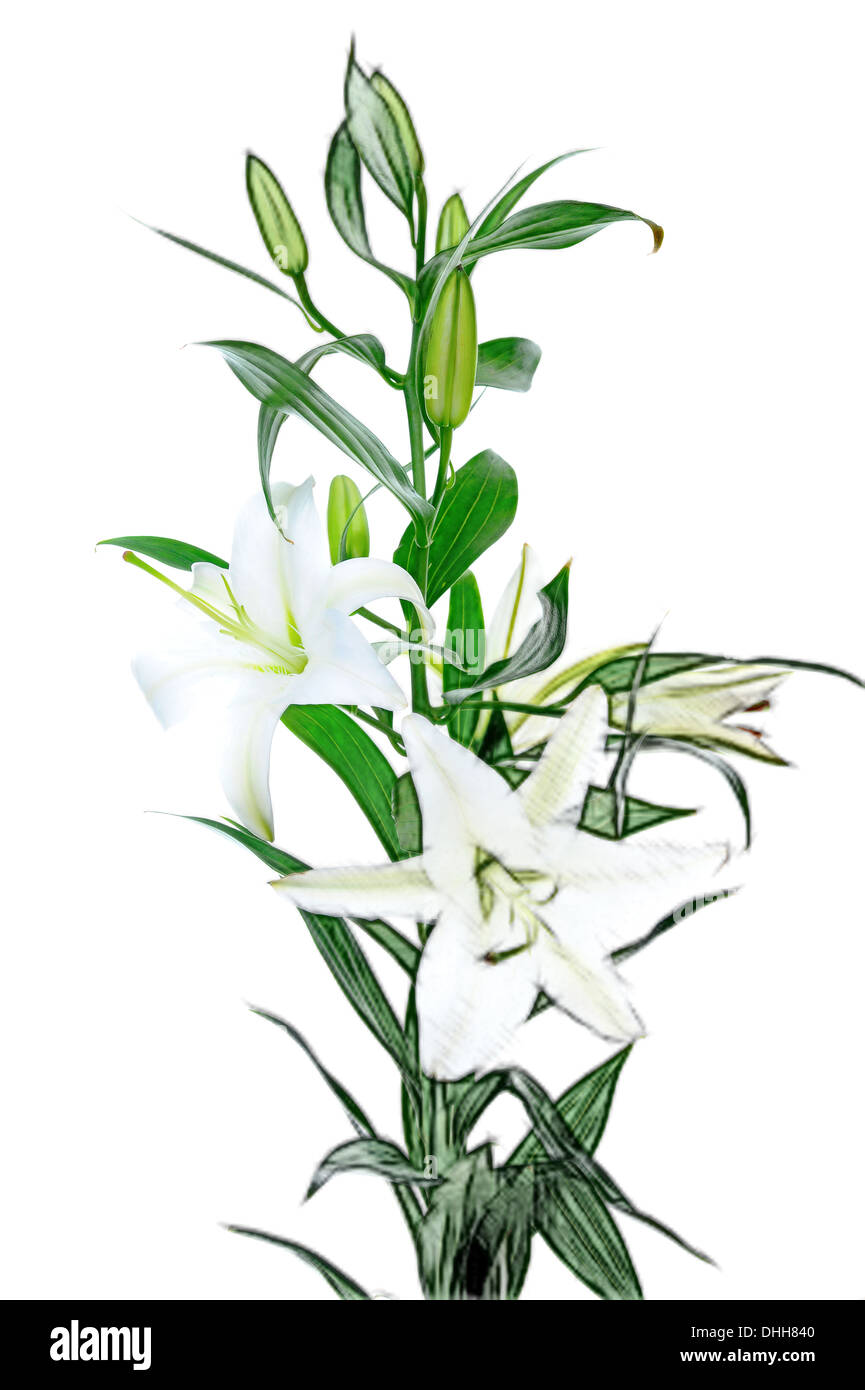 Beautiful white lily flowers Stock Photo - Alamy