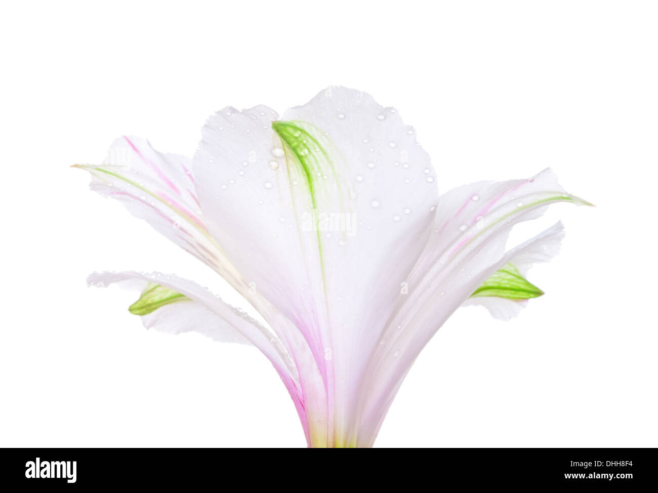 White lily photo hi-res stock photography and images - Alamy