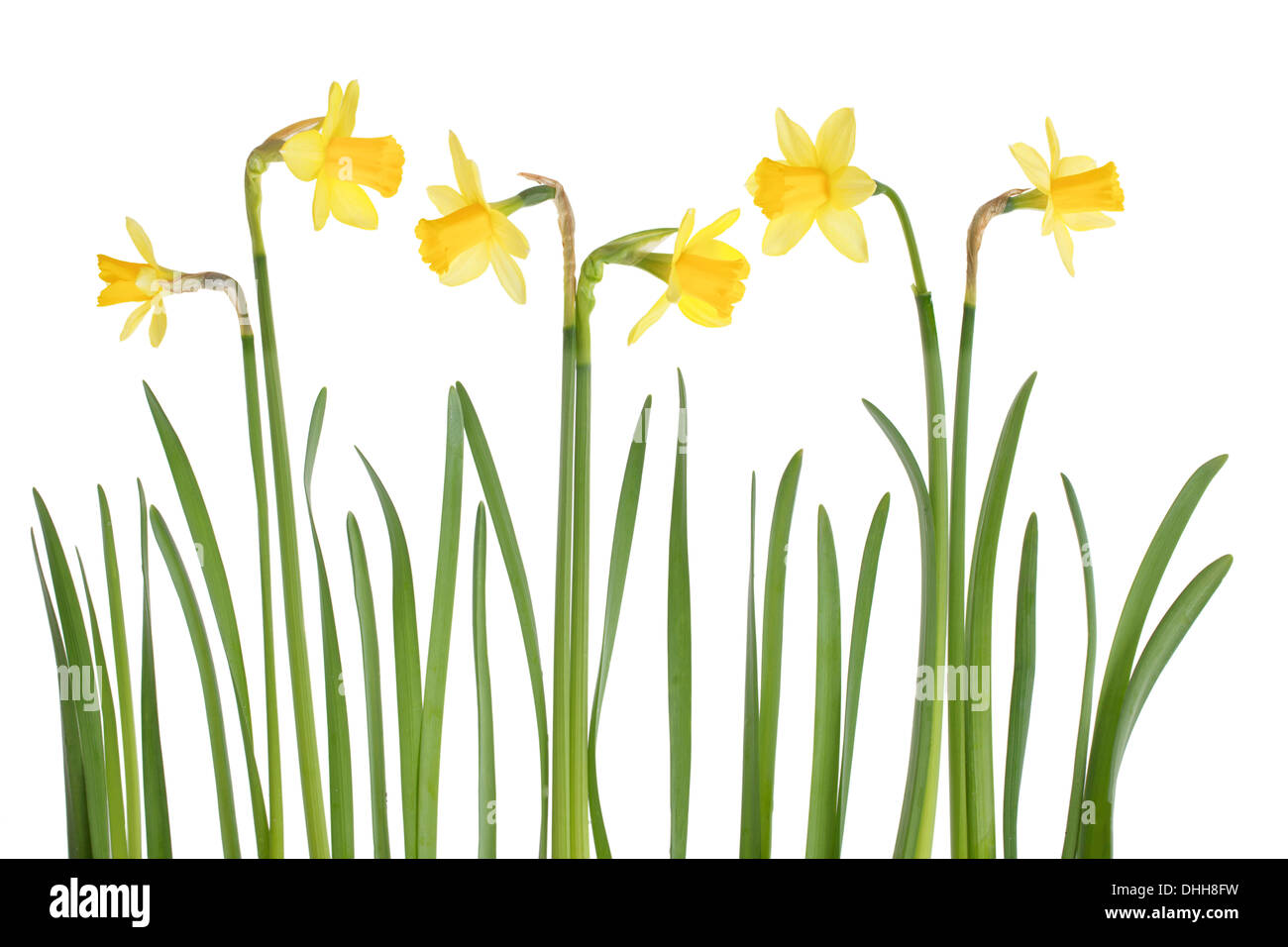 Yellow Daffodil flowers arranged in a row isolated on white background ...