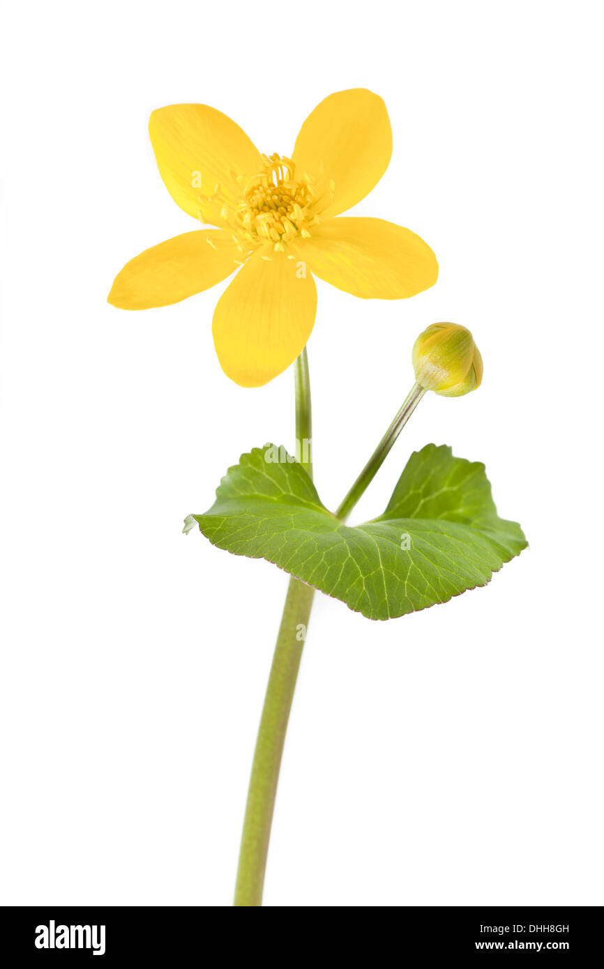 Marsh Marigold flower isolated on white background with shallow depth ...