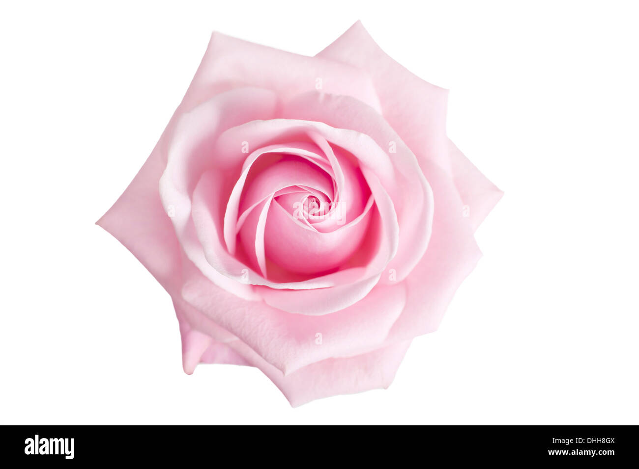 Pink Rose Flower Stock Photo - Alamy