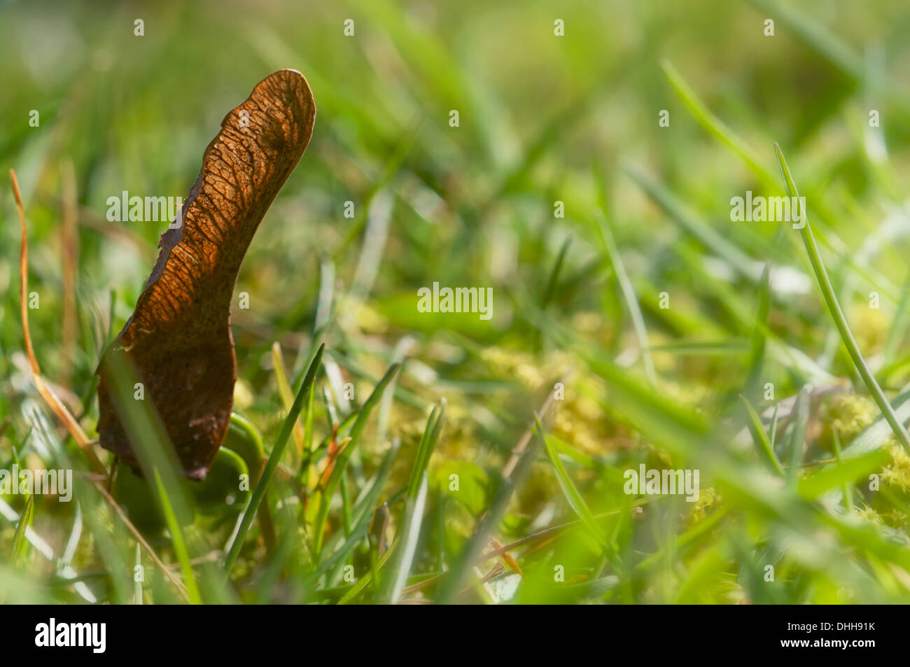 Little small tree hi-res stock photography and images - Alamy