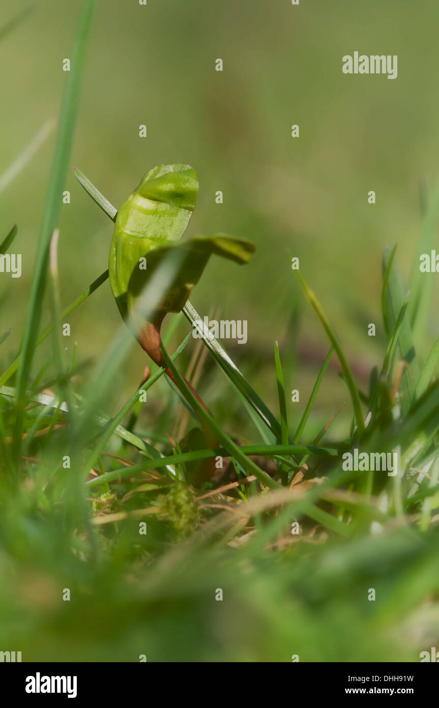Little maple tree Stock Photo - Alamy