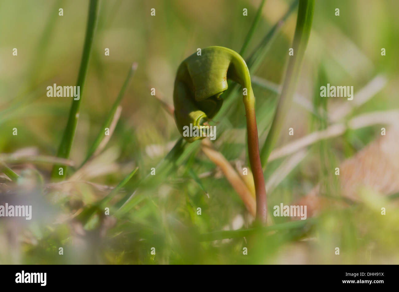 Little maple tree Stock Photo - Alamy