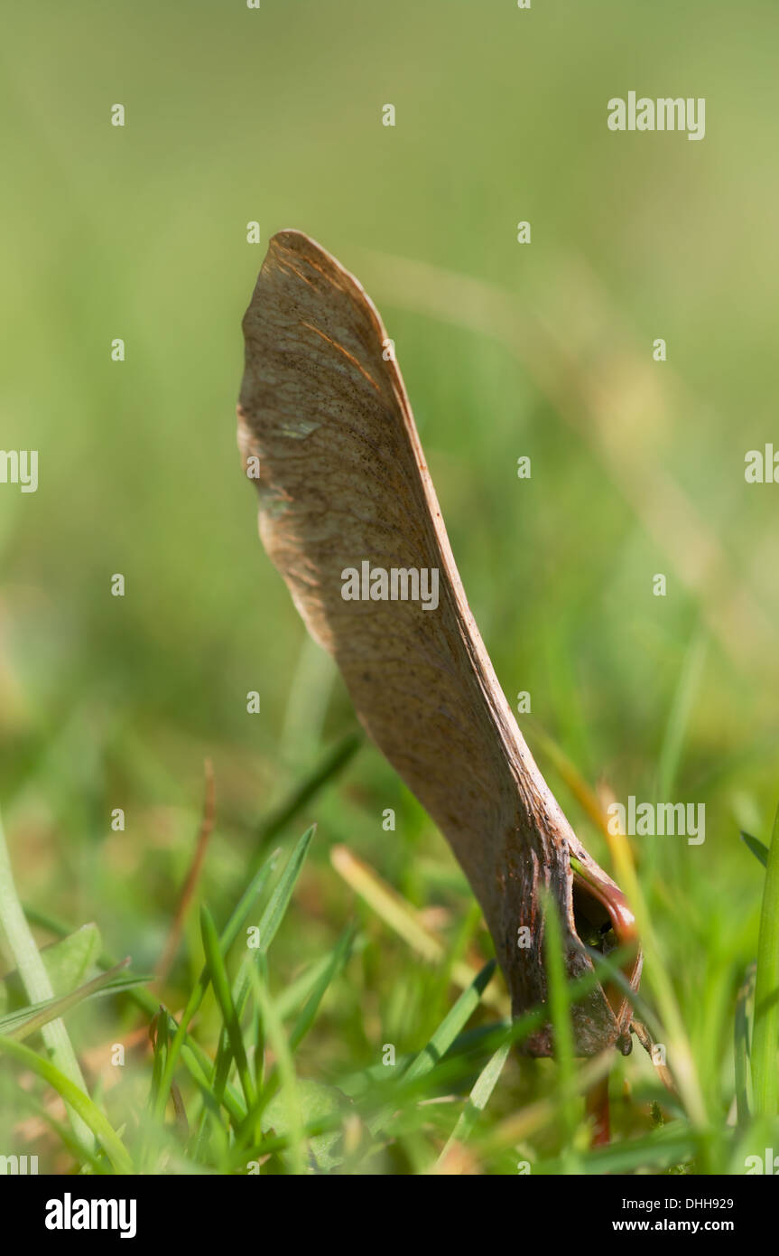 Little maple tree Stock Photo - Alamy