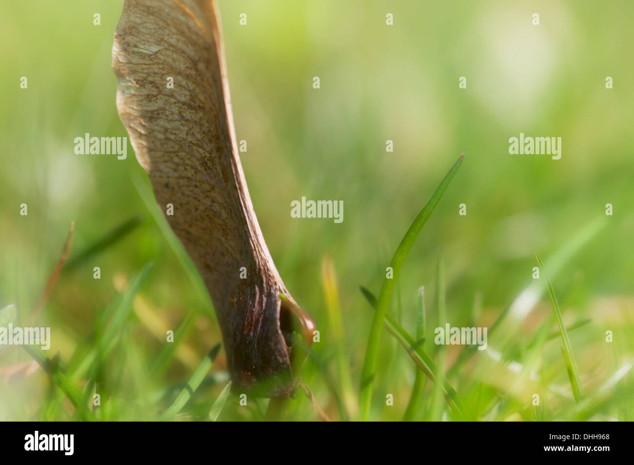 Little maple tree Stock Photo - Alamy