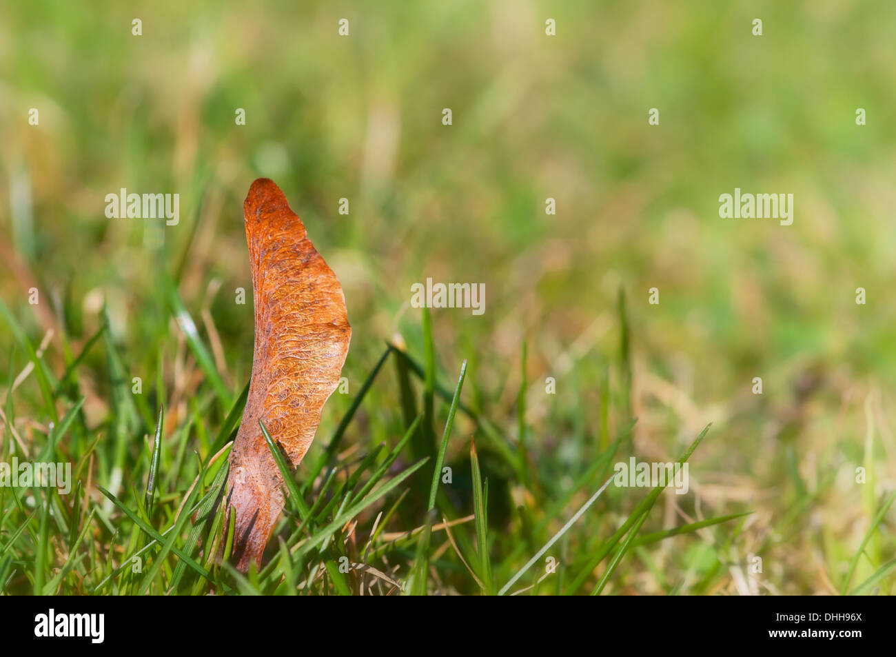Little maple tree Stock Photo - Alamy