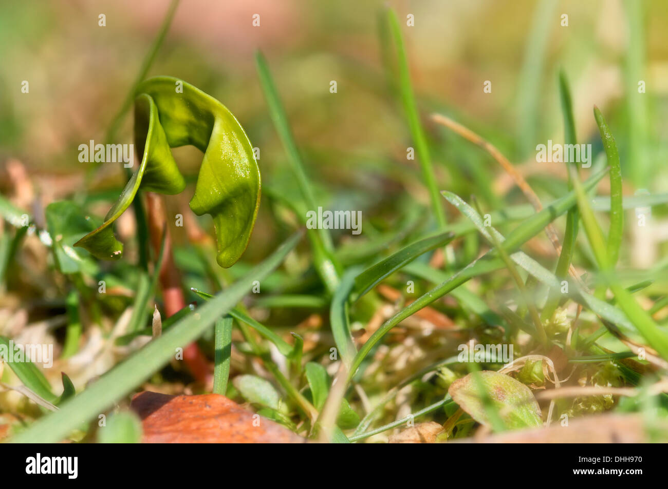 Little maple tree Stock Photo - Alamy