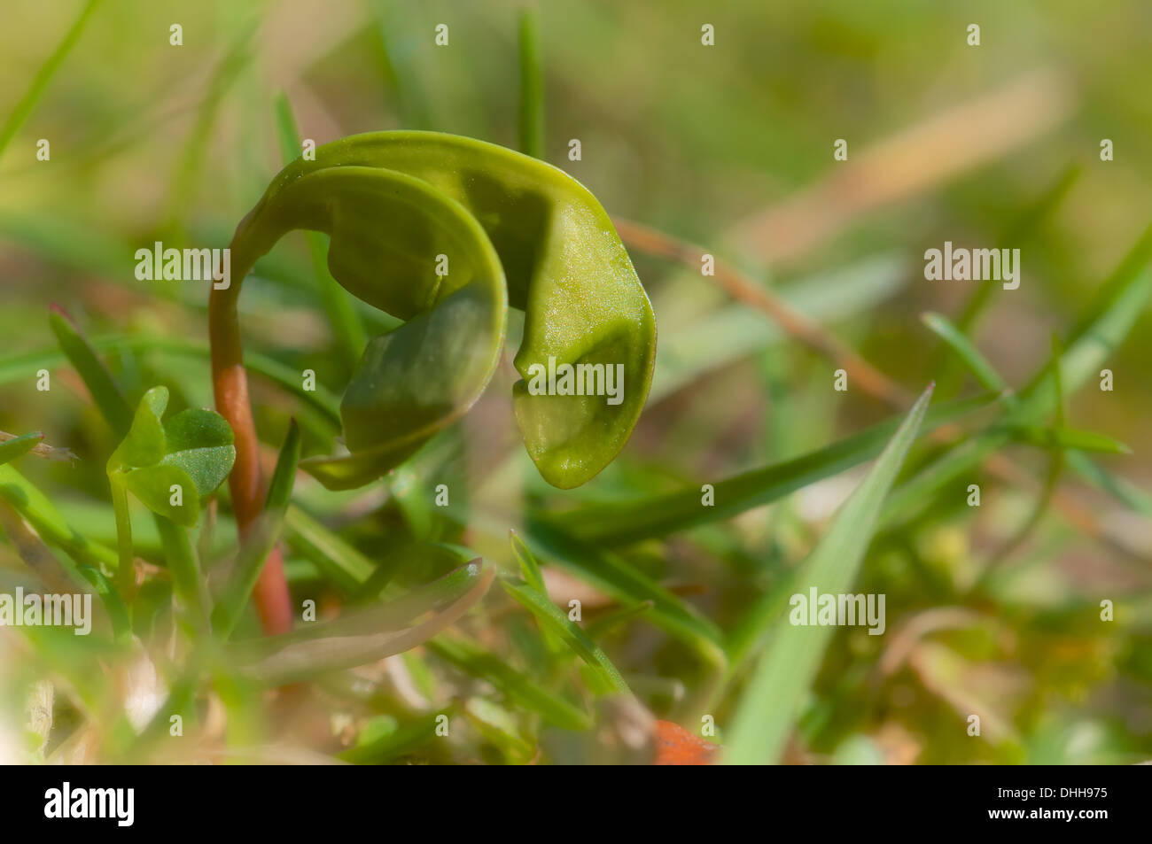 Mapletree spring hi-res stock photography and images - Alamy