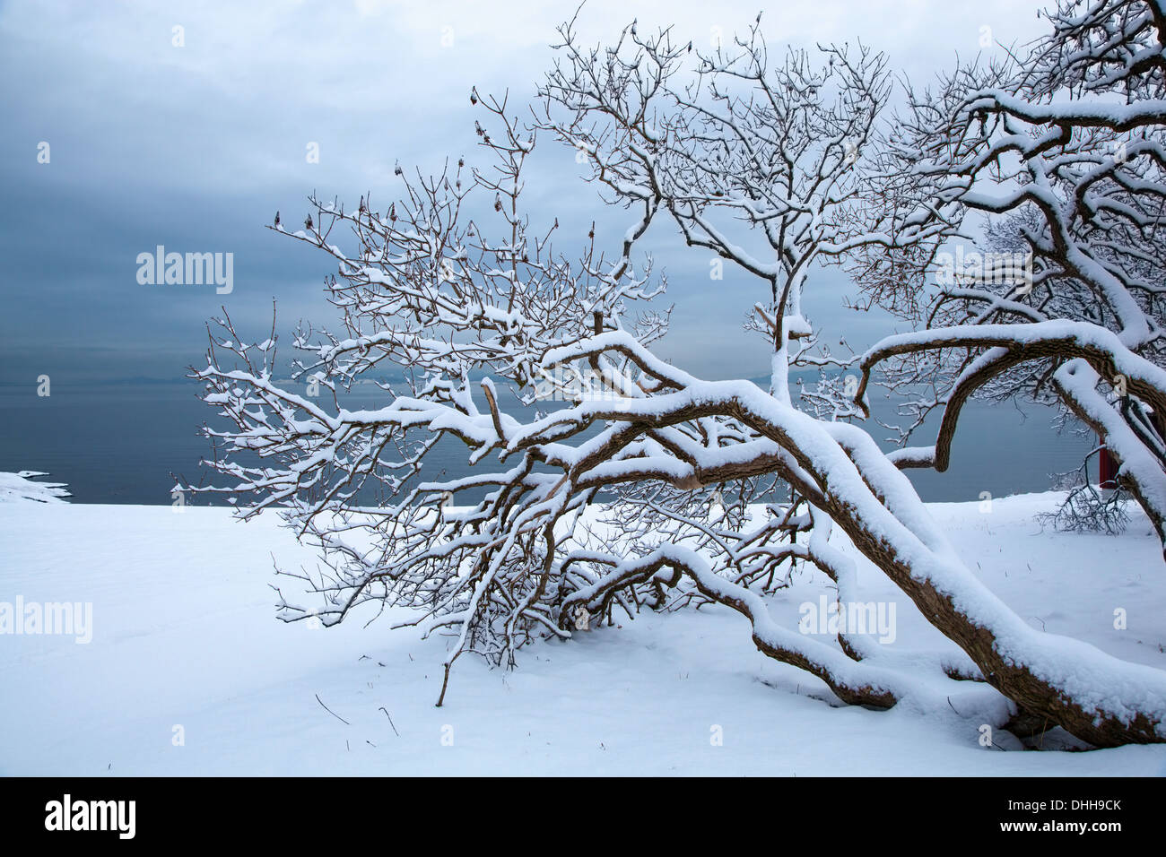 Norwegian winter fjord landscape with tree Stock Photo - Alamy