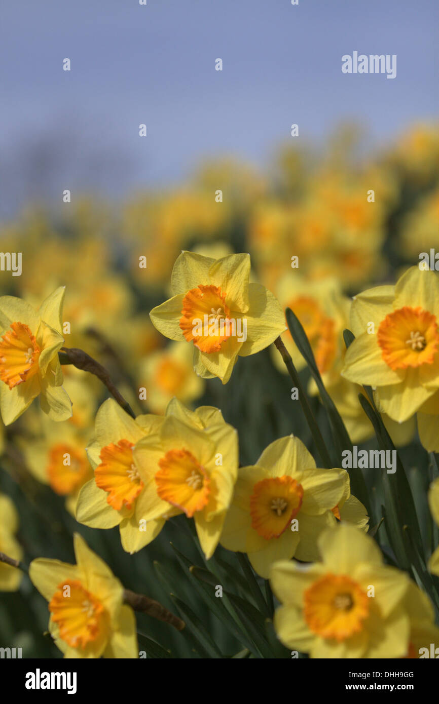 Daffodils in sunshine hi-res stock photography and images - Alamy