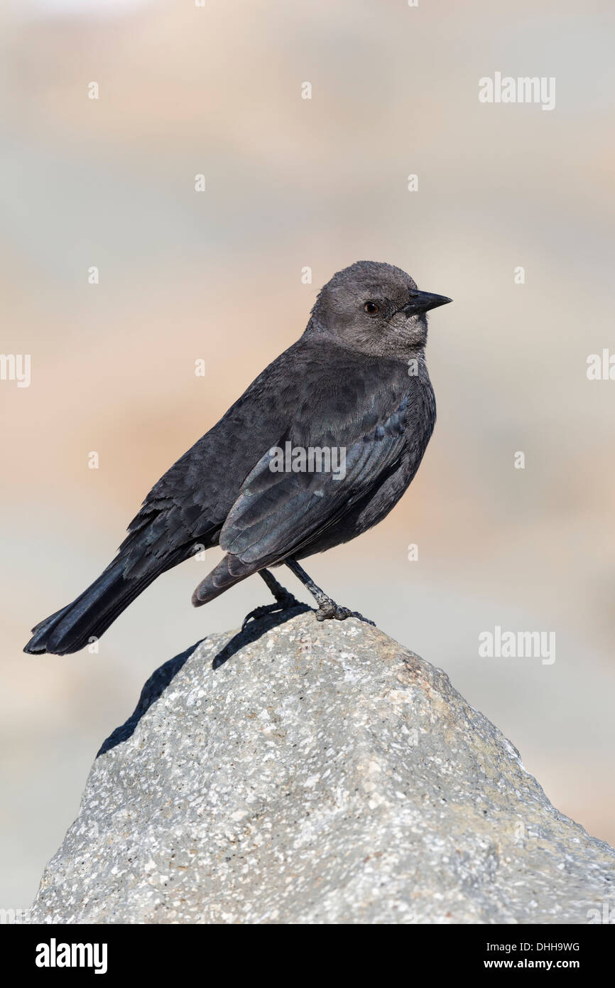Brewers blackbird hi-res stock photography and images - Alamy