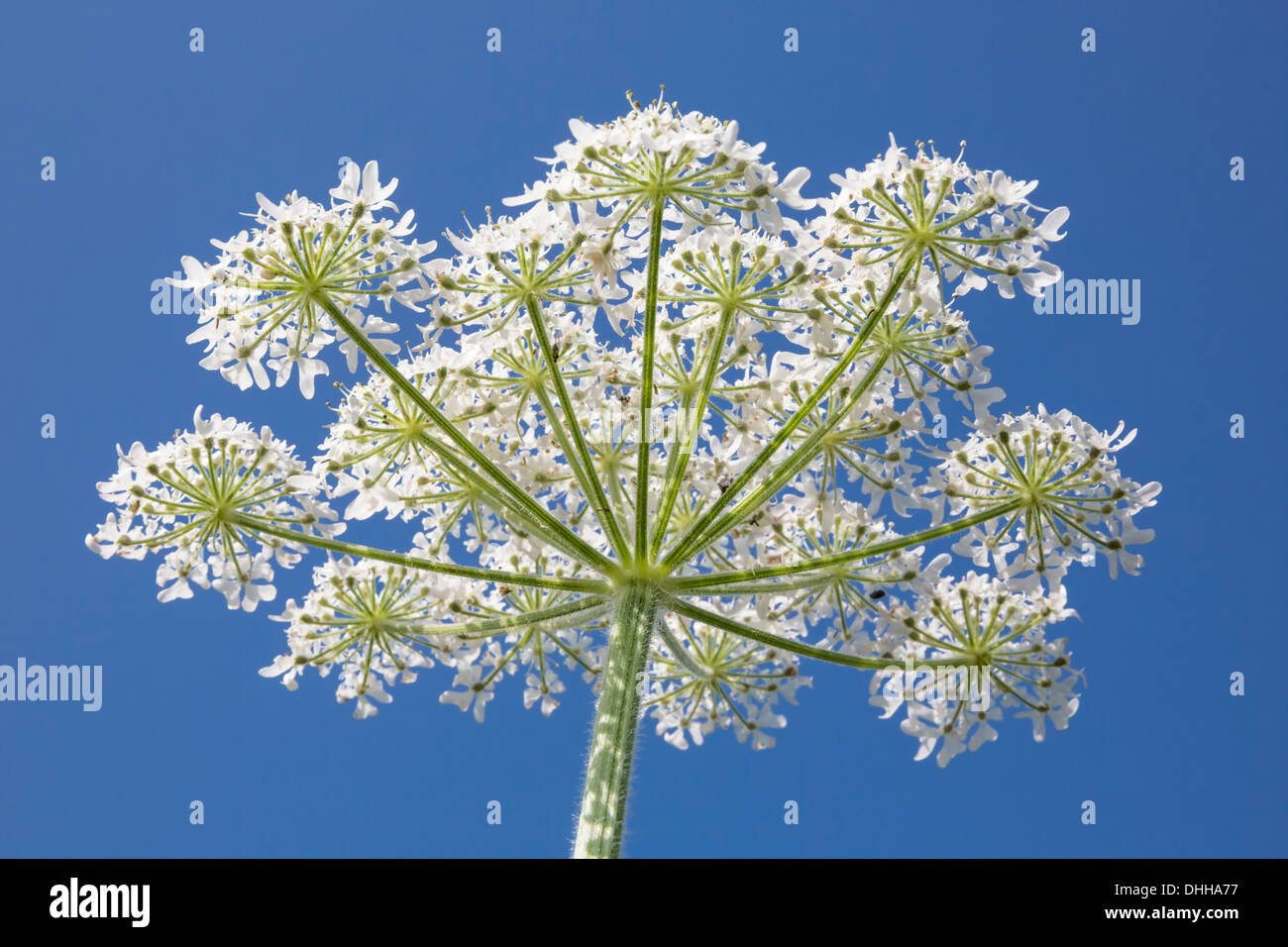 Common hogweed hi-res stock photography and images - Alamy