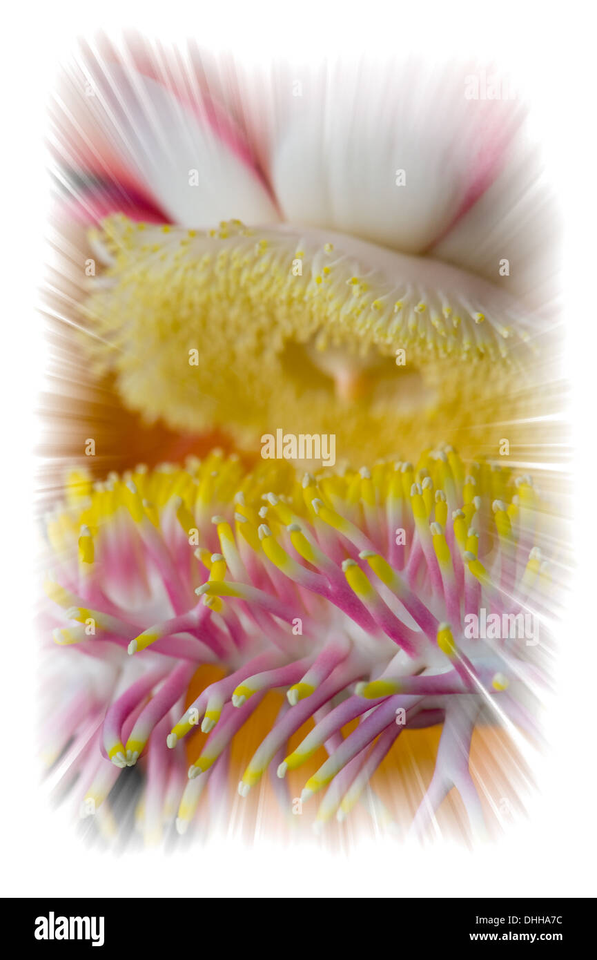 Flower garden in thailand Cut Out Stock Images & Pictures - Alamy