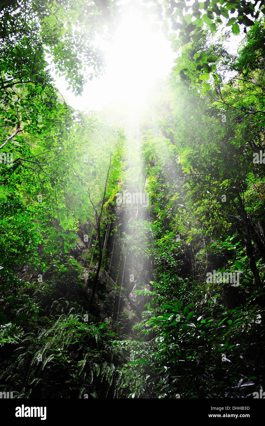 Sunlight in the forest Stock Photo - Alamy