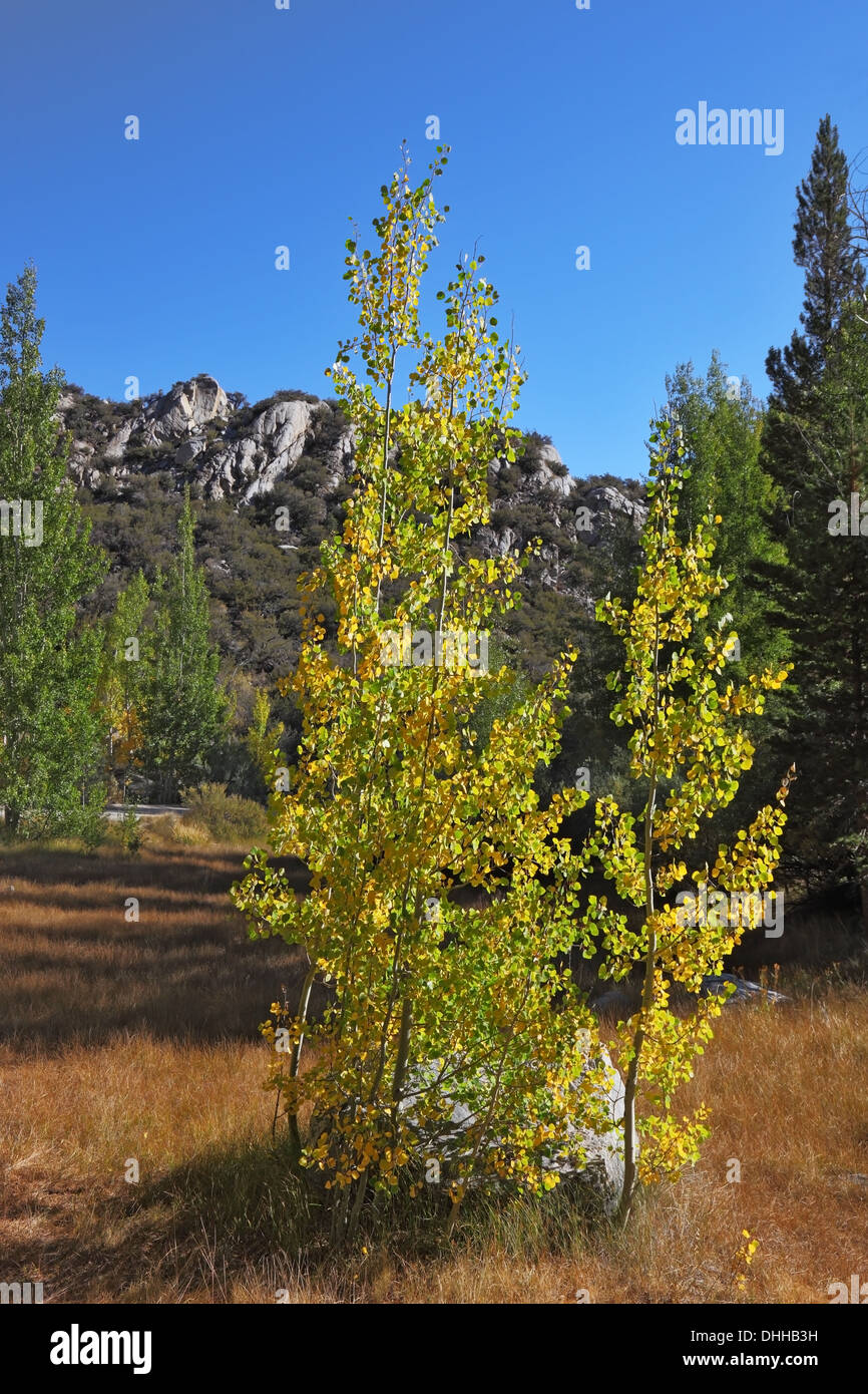 Thetrees with yellow and green leaves Stock Photo - Alamy