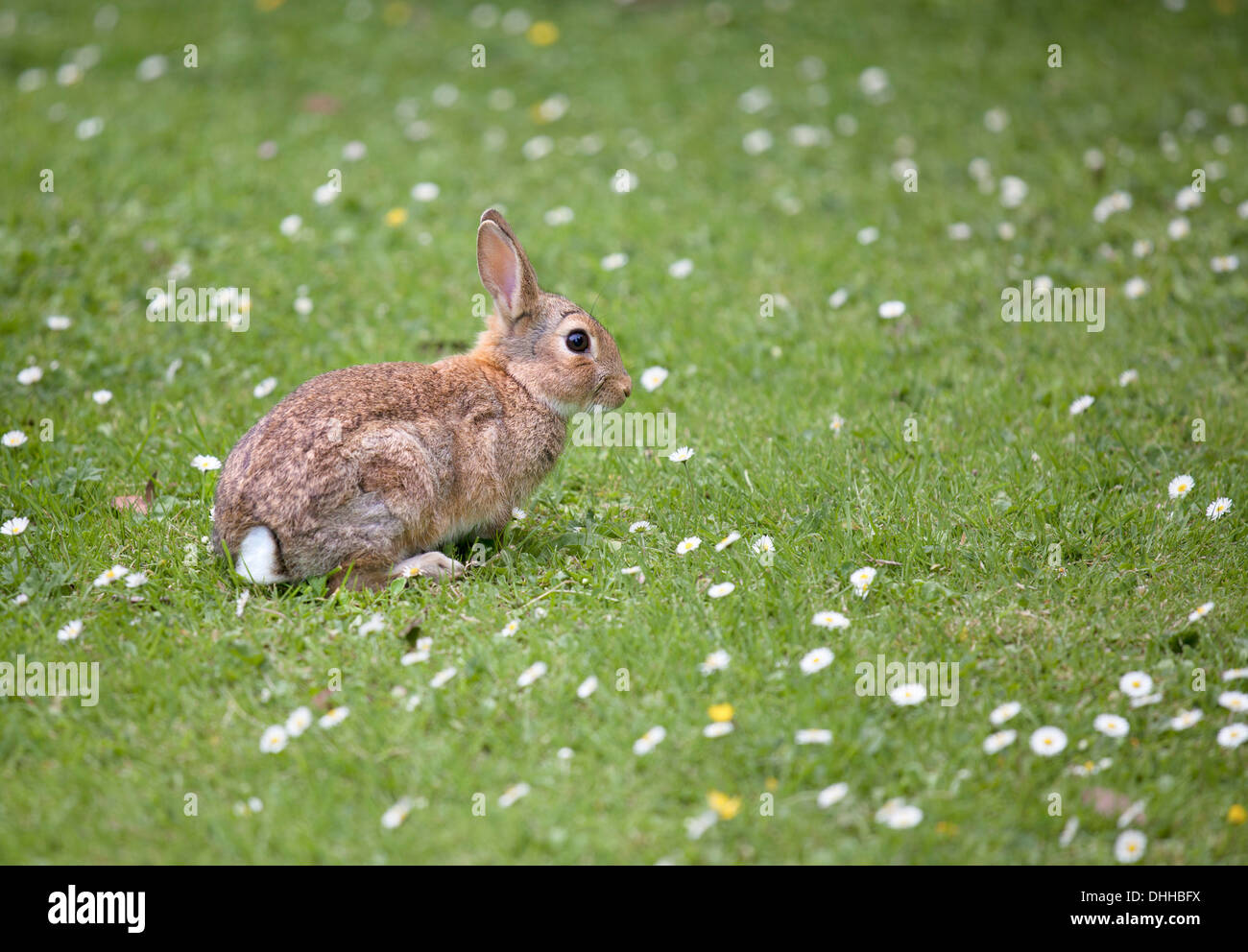 Young rabbit outside in garden with grass and white daisy flowers with ...