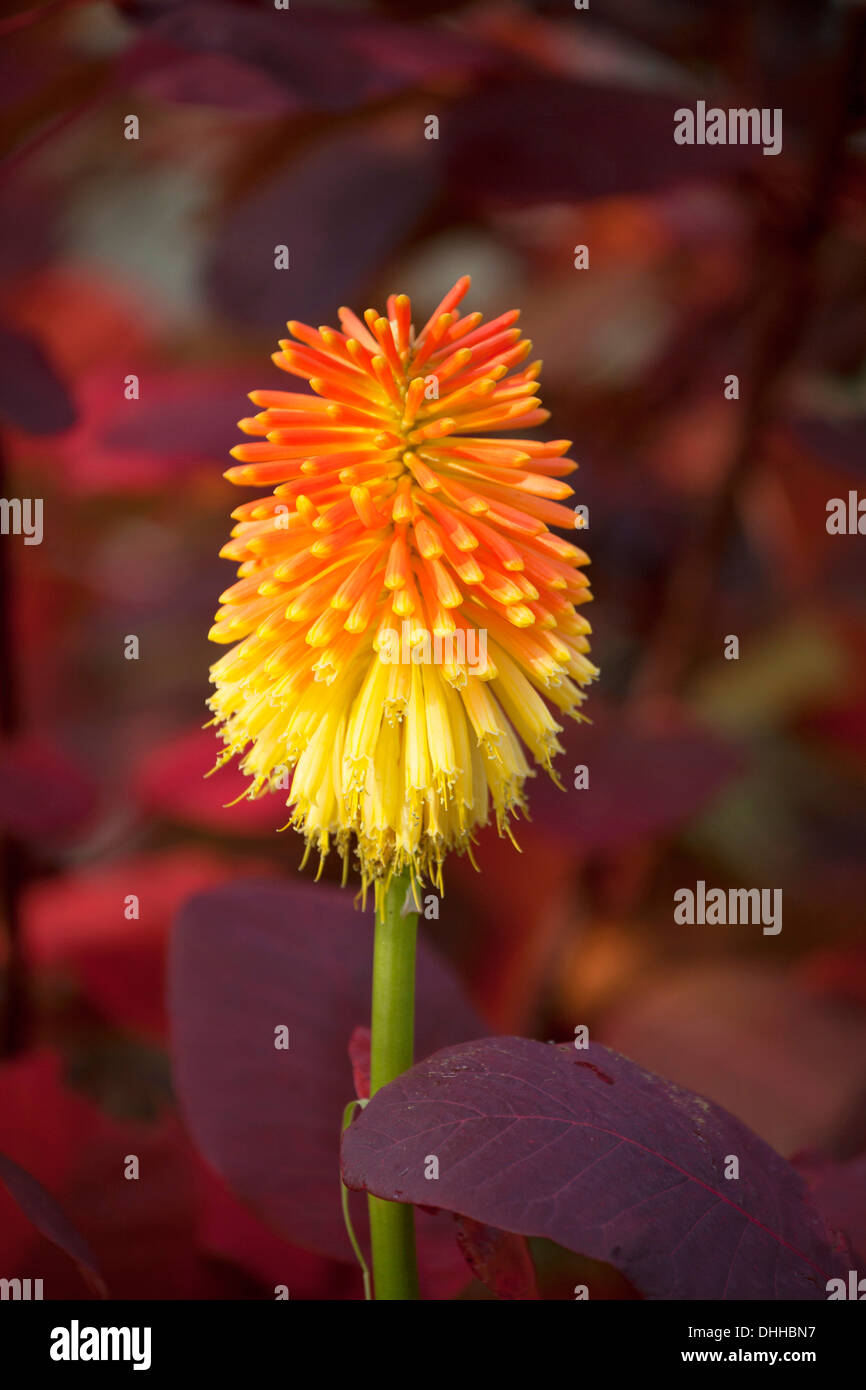 Hot poker flower hi-res stock photography and images - Alamy
