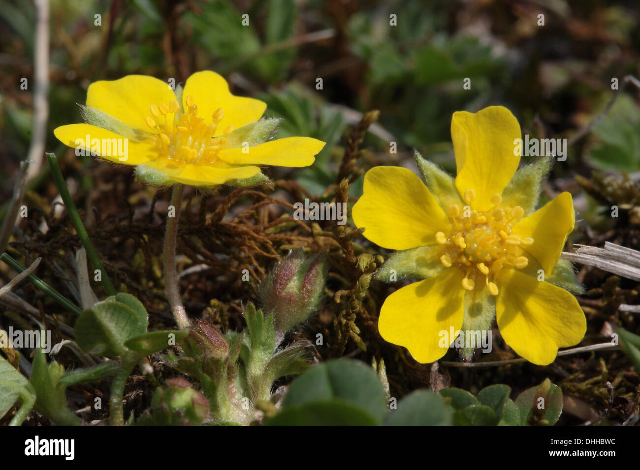 Potentilla verna, Spring Cinquefoil Stock Photo - Alamy