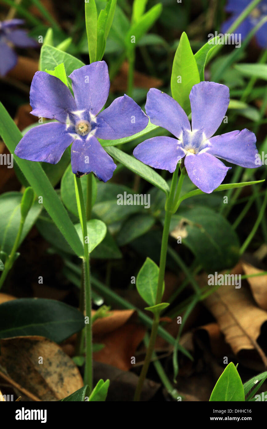 Lesser Periwinkle, Vinca minor Stock Photo - Alamy