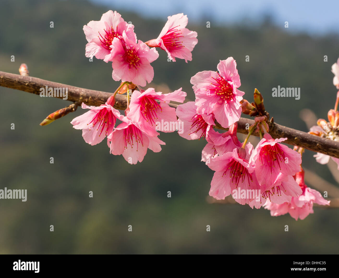 Sakura hi-res stock photography and images - Alamy