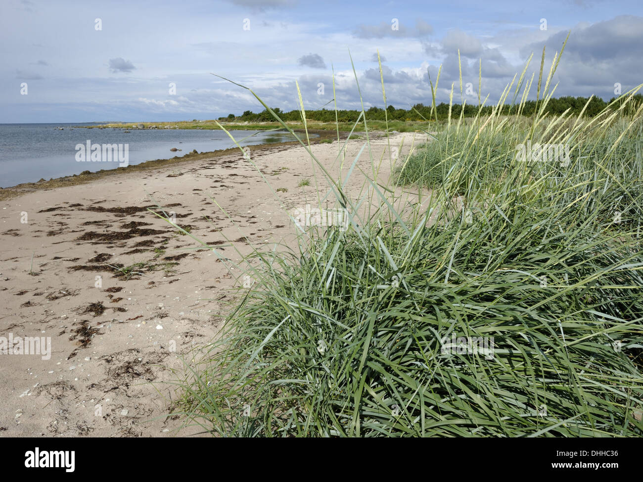 European beach grass hi-res stock photography and images - Alamy