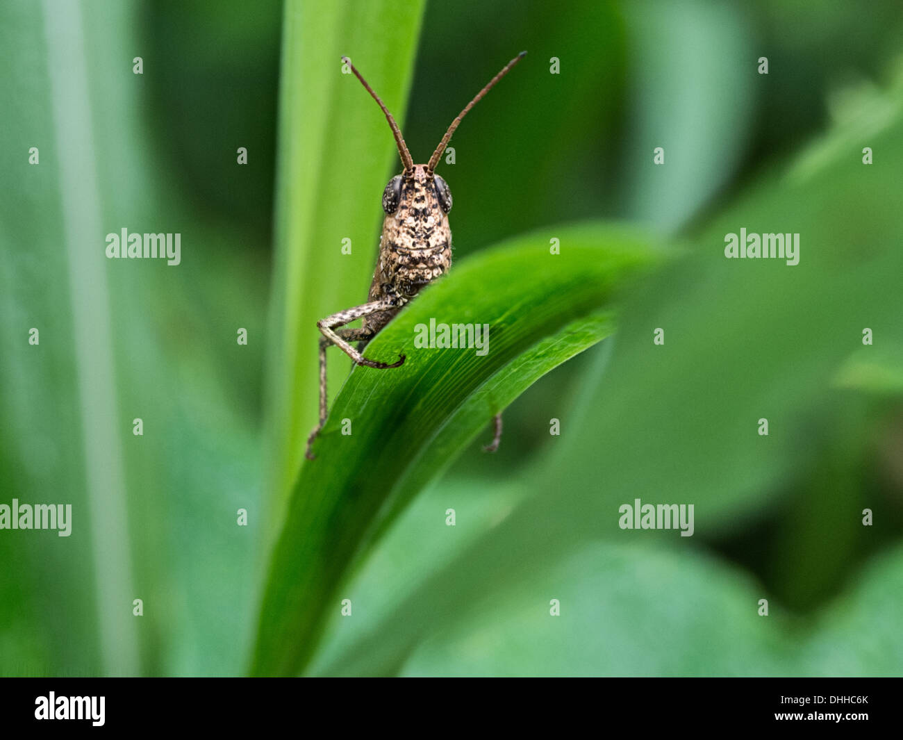 Grasshopper in its natural habitat Stock Photo - Alamy