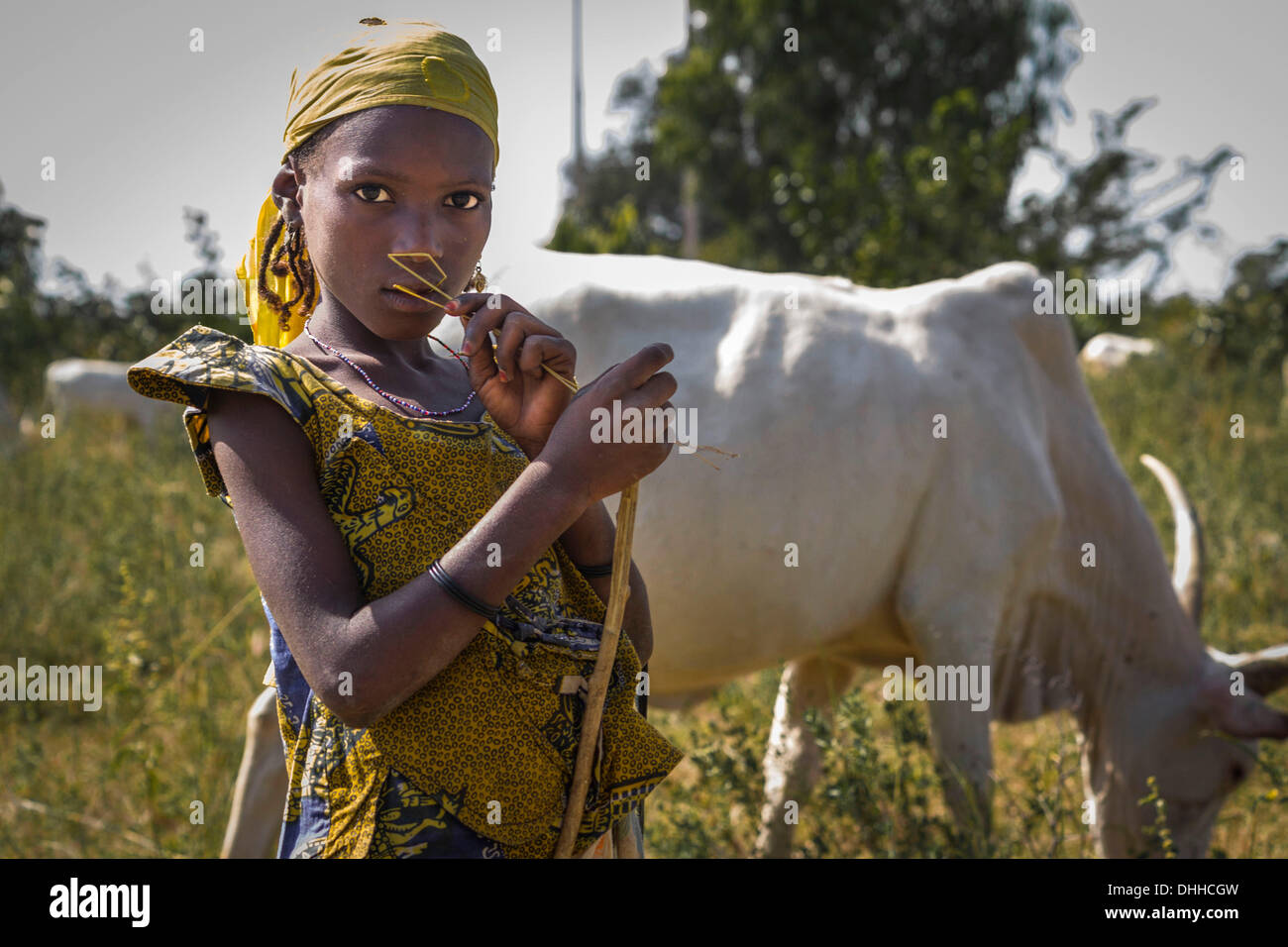 Fulani cattle hi-res stock photography and images - Alamy