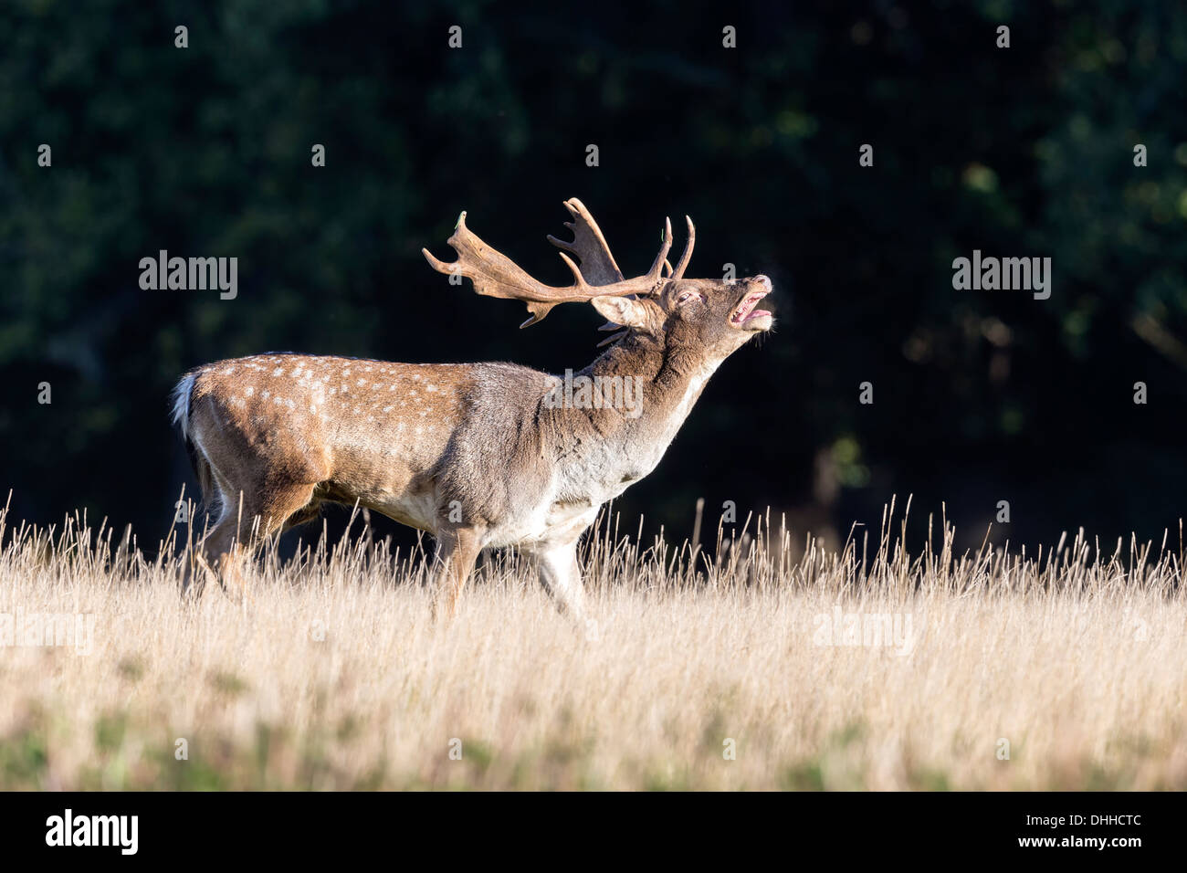 Annual Deer Rut High Resolution Stock Photography and Images - Alamy
