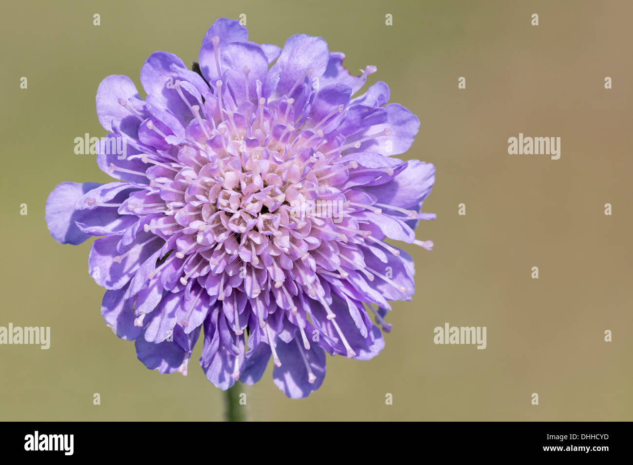 Field Scabious flower head detail Stock Photo - Alamy