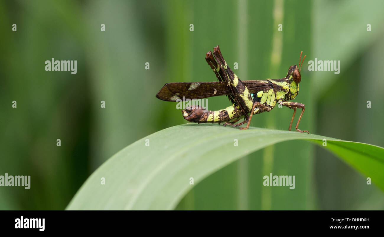 Conjoined Spot Monkey grasshopper (Erianthus serratus Stock Photo - Alamy