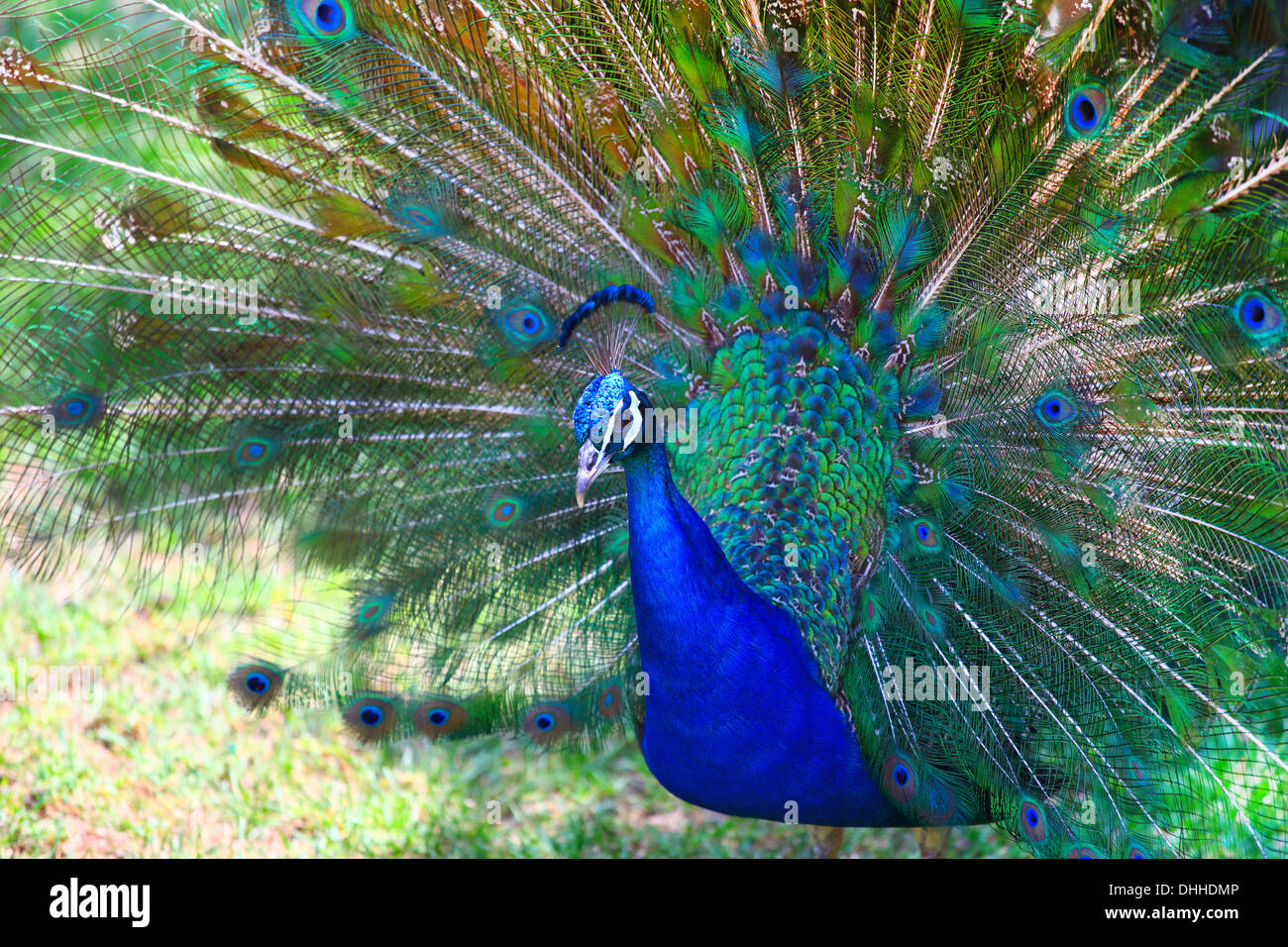 Peacock feather digital art hi-res stock photography and images - Alamy