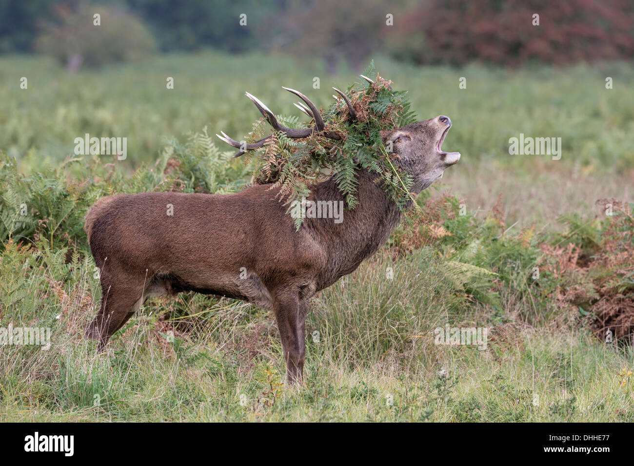Red Deer Stag roaring and displaying during the annual deer rut Stock ...