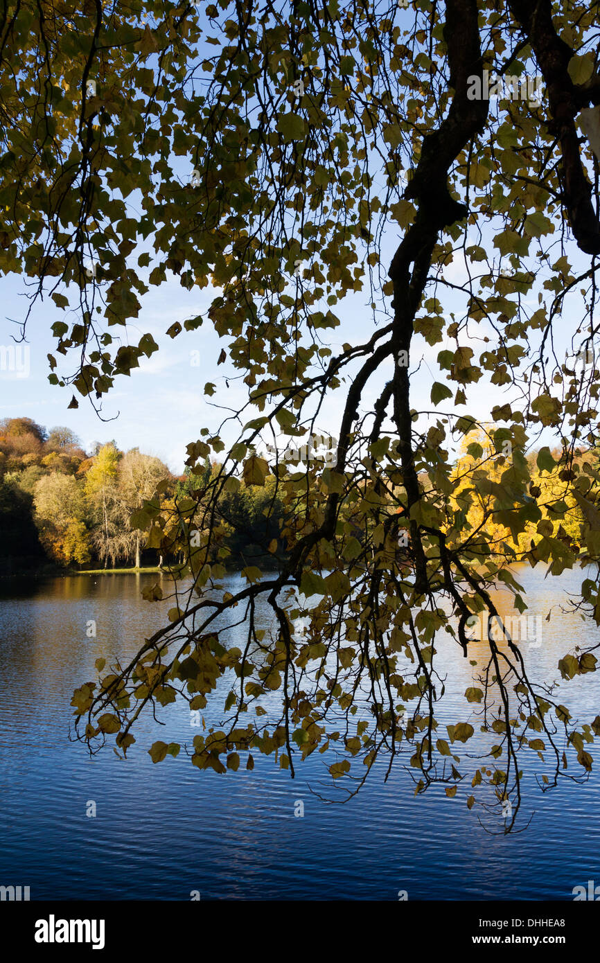 Fall tree silhouette hi-res stock photography and images - Alamy