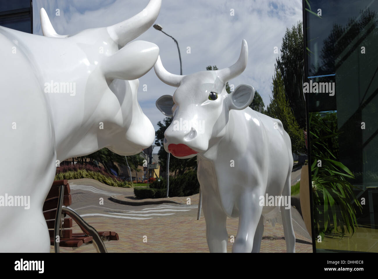 Cow at the Mirror in Ventspils Stock Photo - Alamy