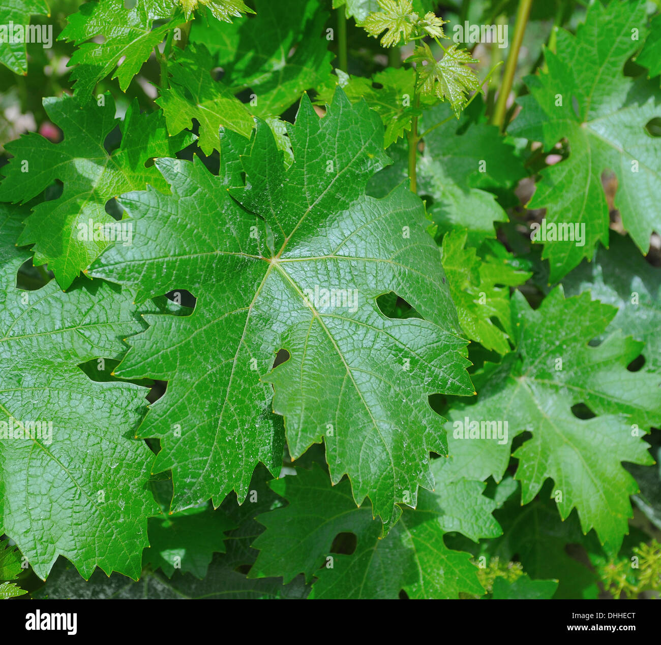 Green grape leaves Stock Photo - Alamy