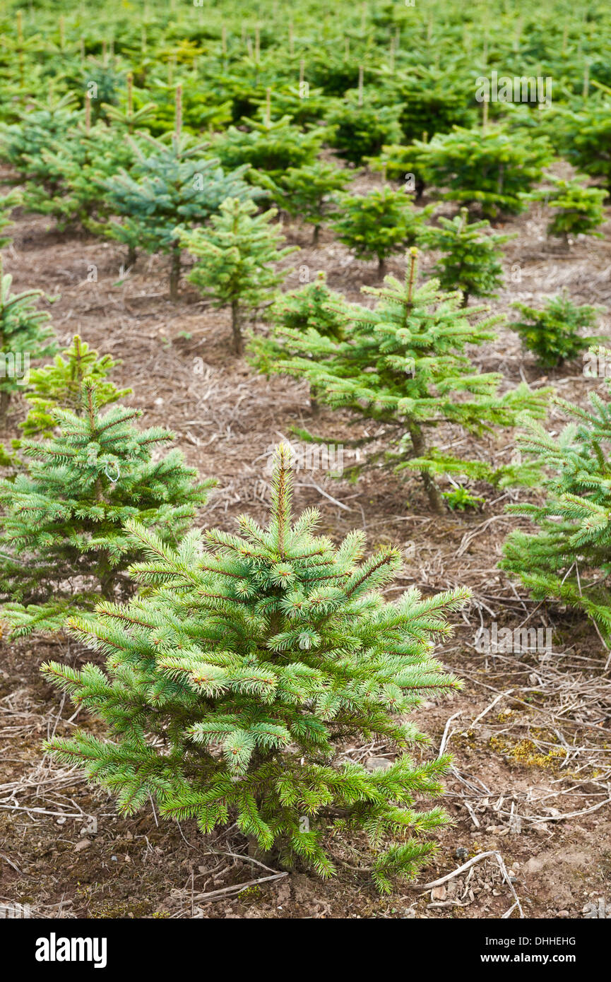 Spruce business hi-res stock photography and images - Alamy