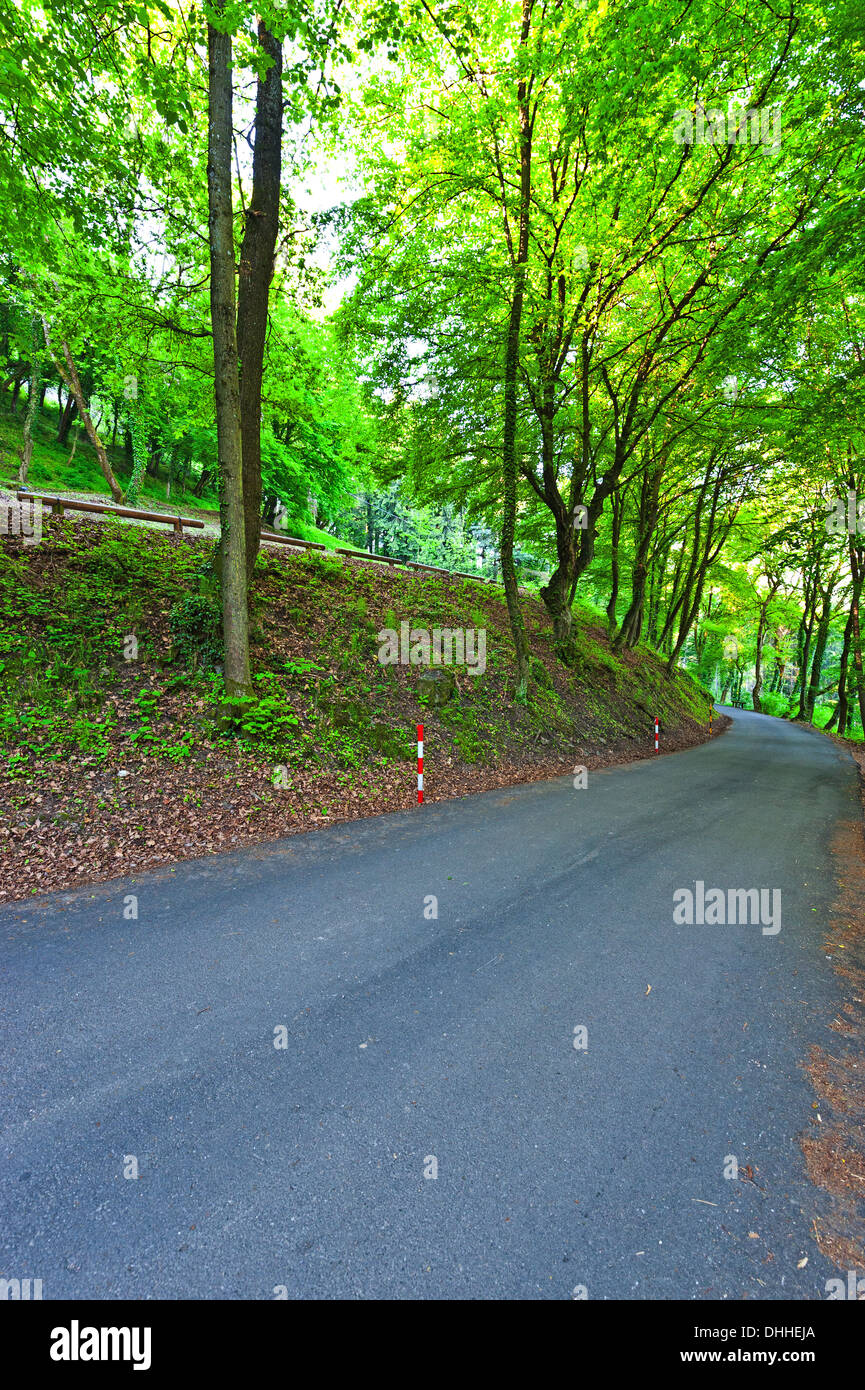 Road in Forest Stock Photo - Alamy