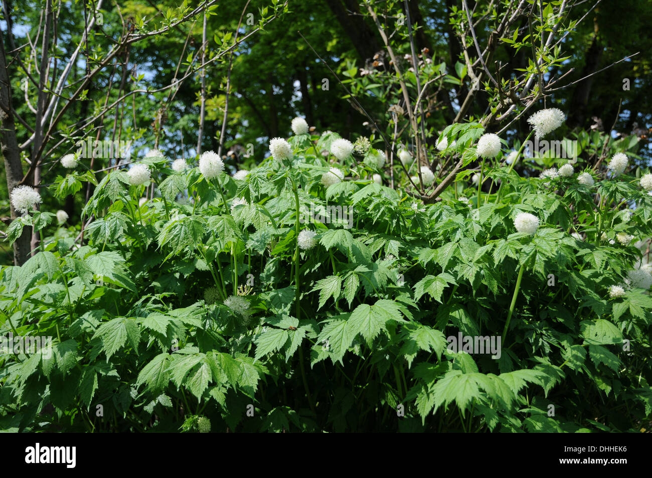 Baneberry hi-res stock photography and images - Alamy