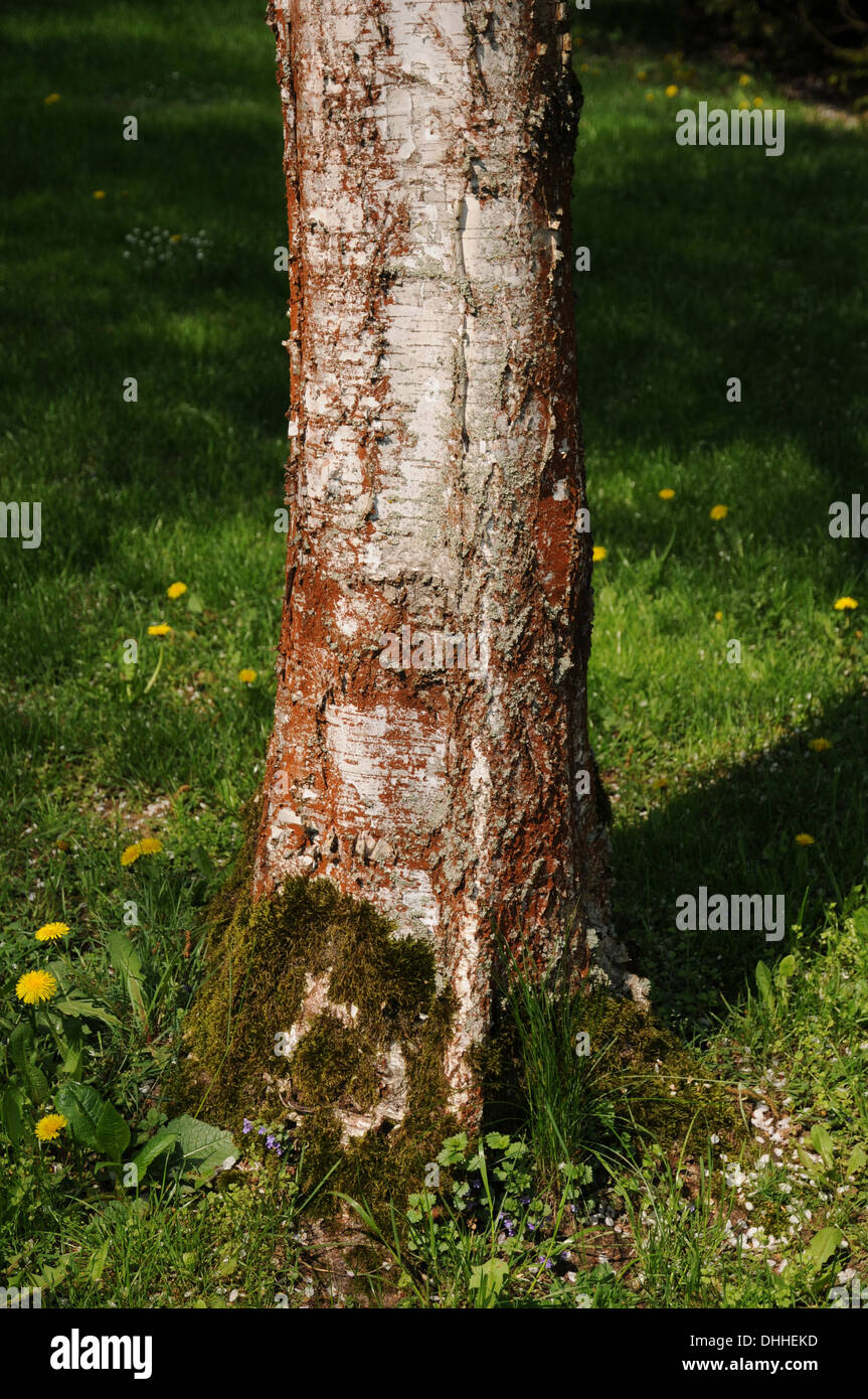 Downy birch betula pubescens bark hi-res stock photography and images ...