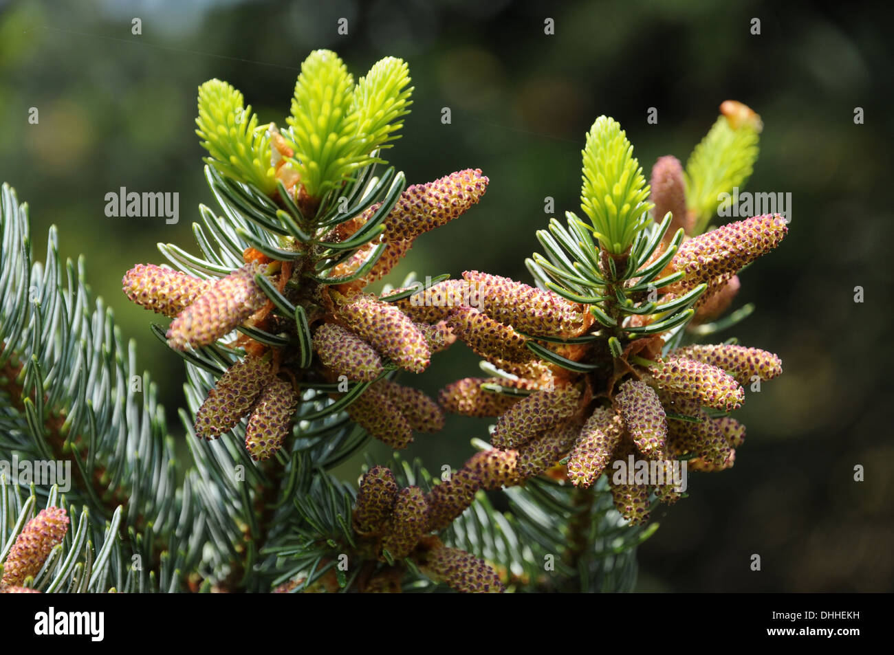 Fir Trees Greek Fir Stock Photos & Fir Trees Greek Fir Stock Images - Alamy