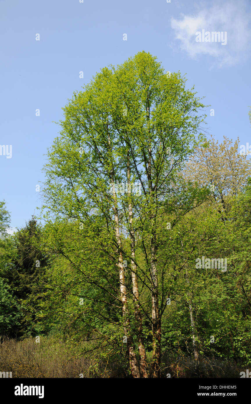 Swamp birch hi-res stock photography and images - Alamy