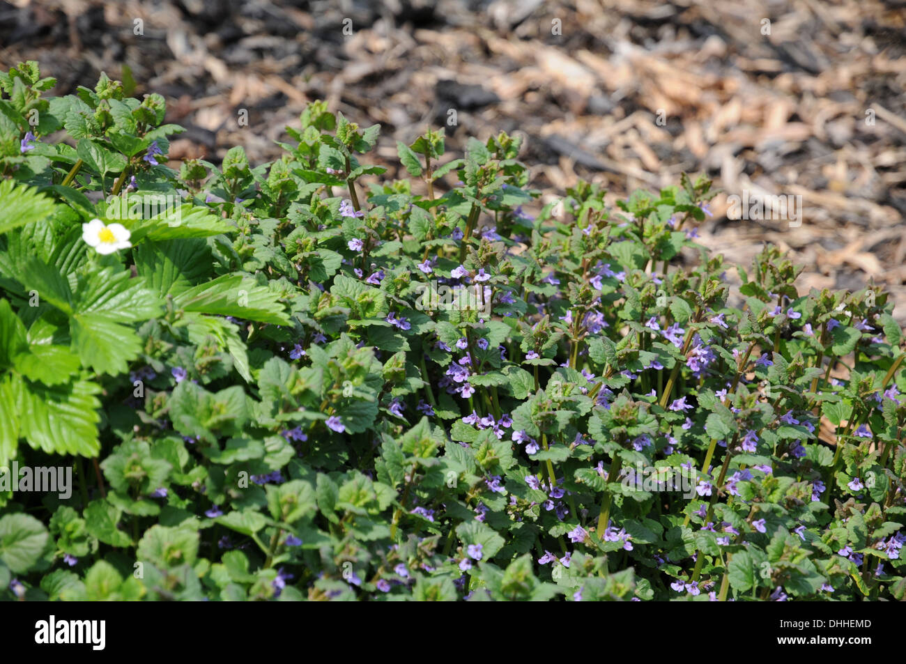 Creeping Charlie High Resolution Stock Photography and Images - Alamy