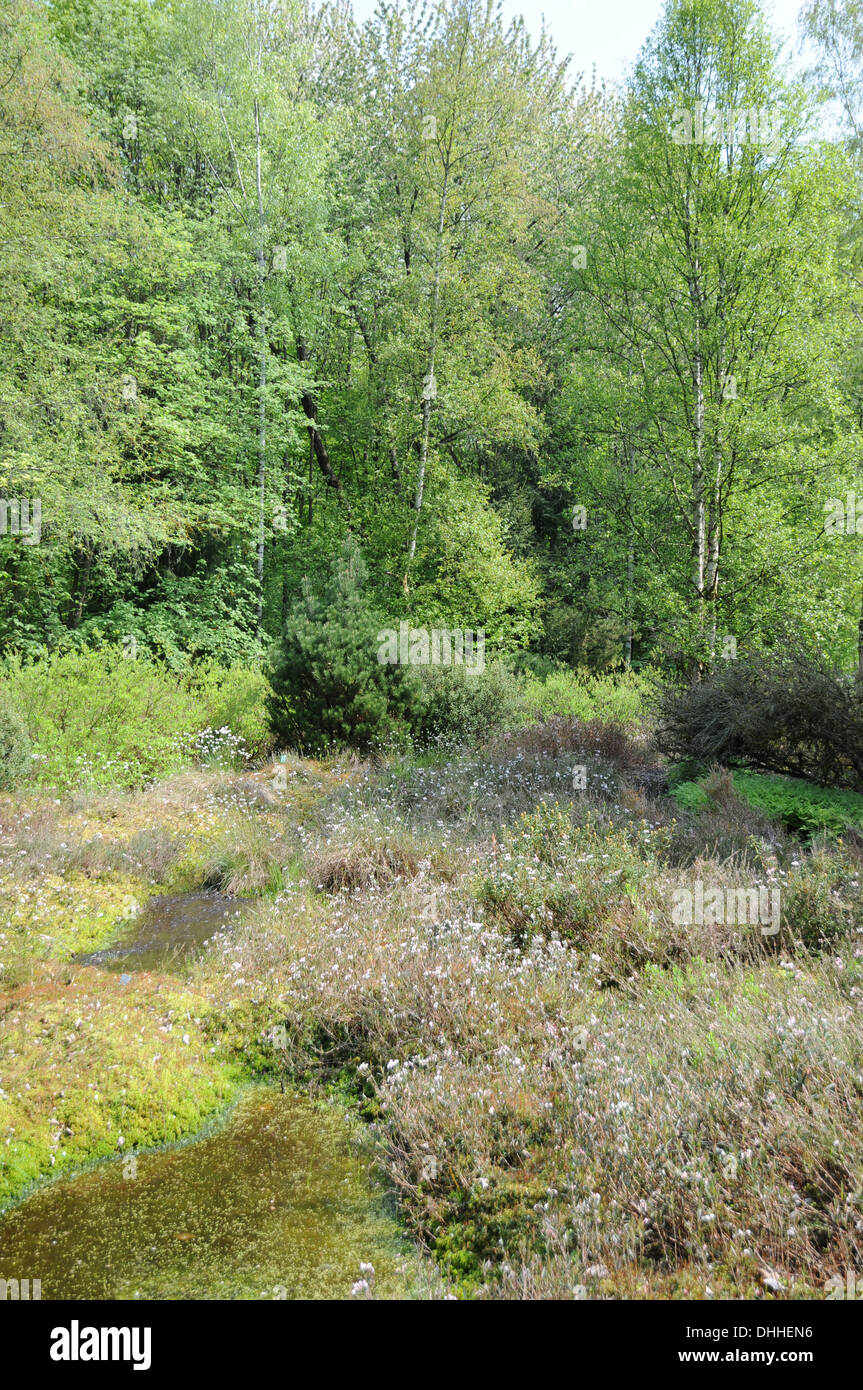 Swamp shrubs hi-res stock photography and images - Alamy