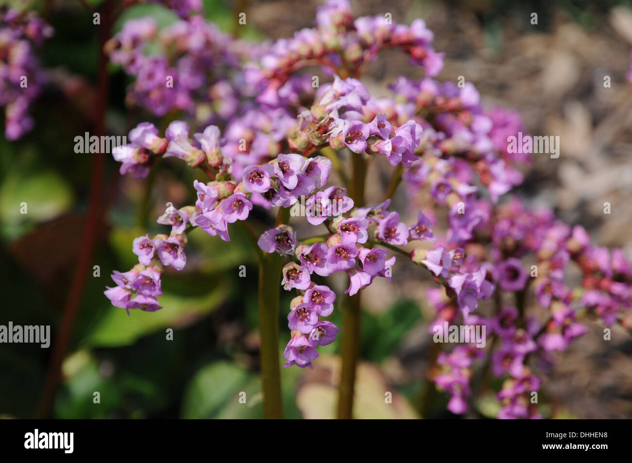 Bergenia hi-res stock photography and images - Alamy