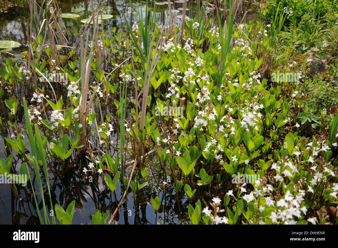 Fieberklee menyanthes trifoliata bog bean buckbean plant hi-res stock ...