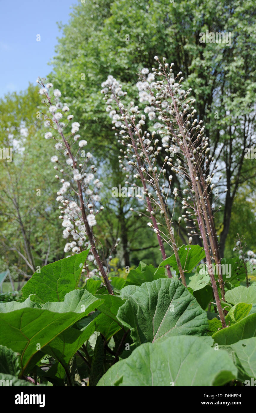 Butterbur plants hi-res stock photography and images - Alamy